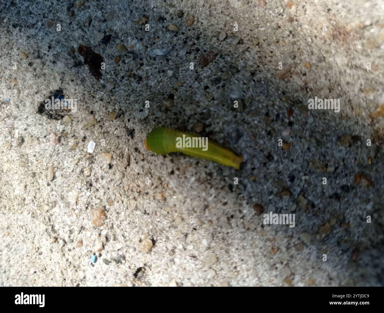 Varipes hi-res stock photography and images - Alamy