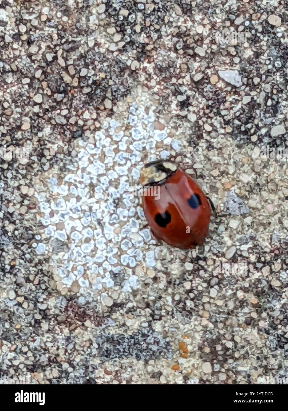 Two-spotted Lady Beetle (Adalia bipunctata Stock Photo - Alamy