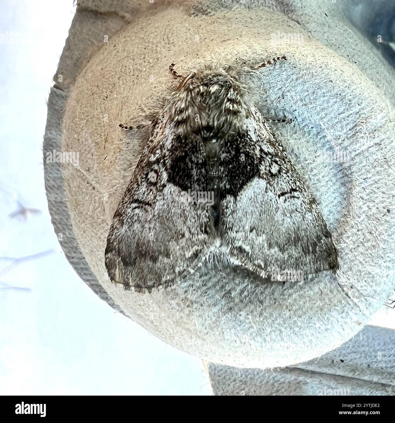 Saddled Yellowhorn (Colocasia flavicornis Stock Photo - Alamy