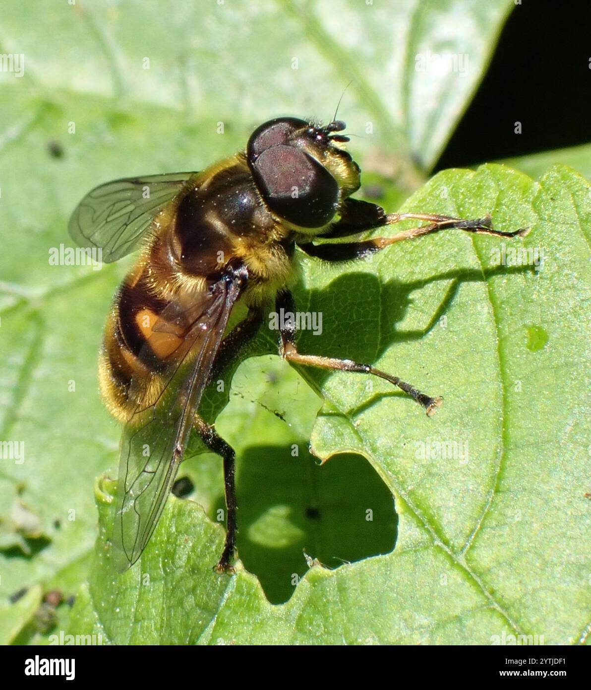 Yellow-haired Sun Fly (Myathropa florea Stock Photo - Alamy