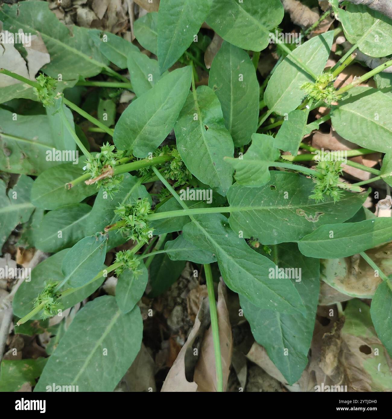 fiddle dock (Rumex pulcher Stock Photo - Alamy