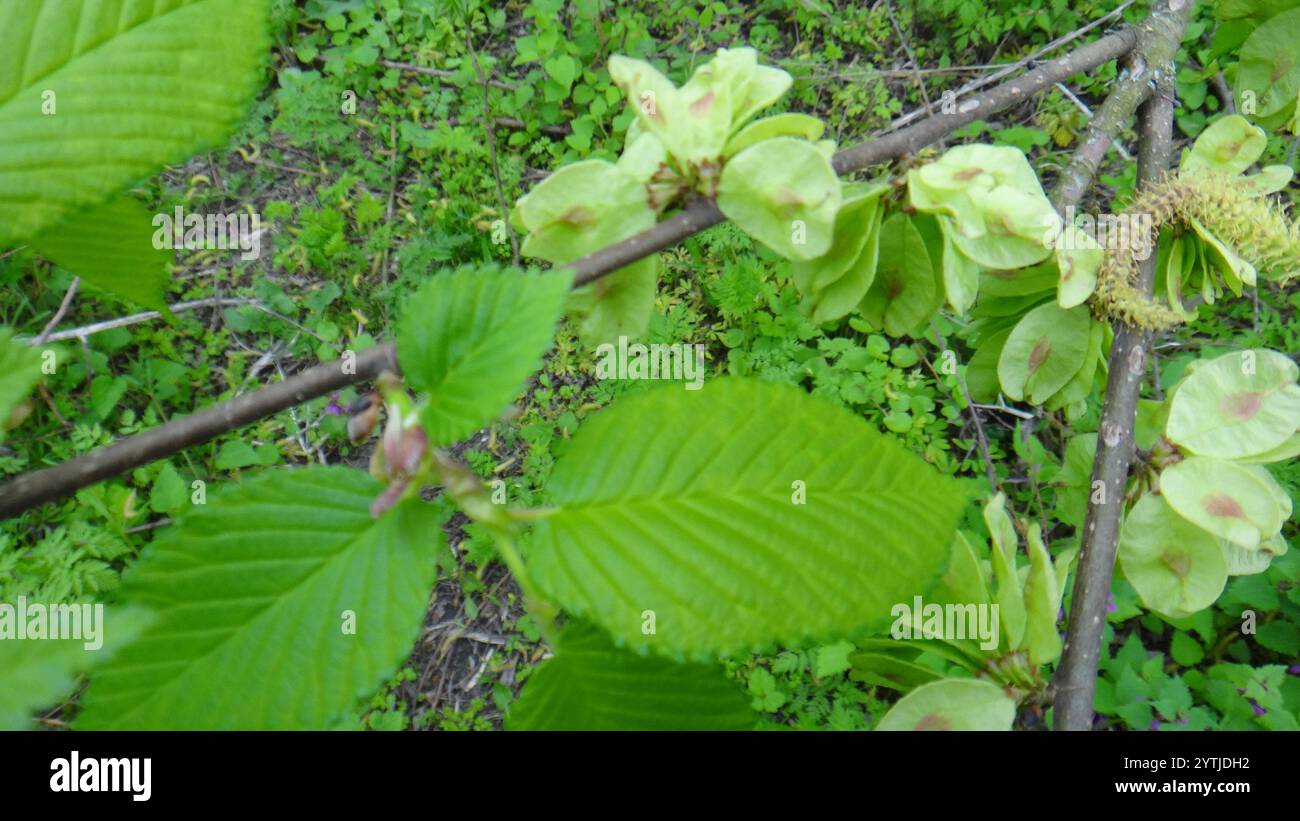 Wych Elm (Ulmus glabra Stock Photo - Alamy