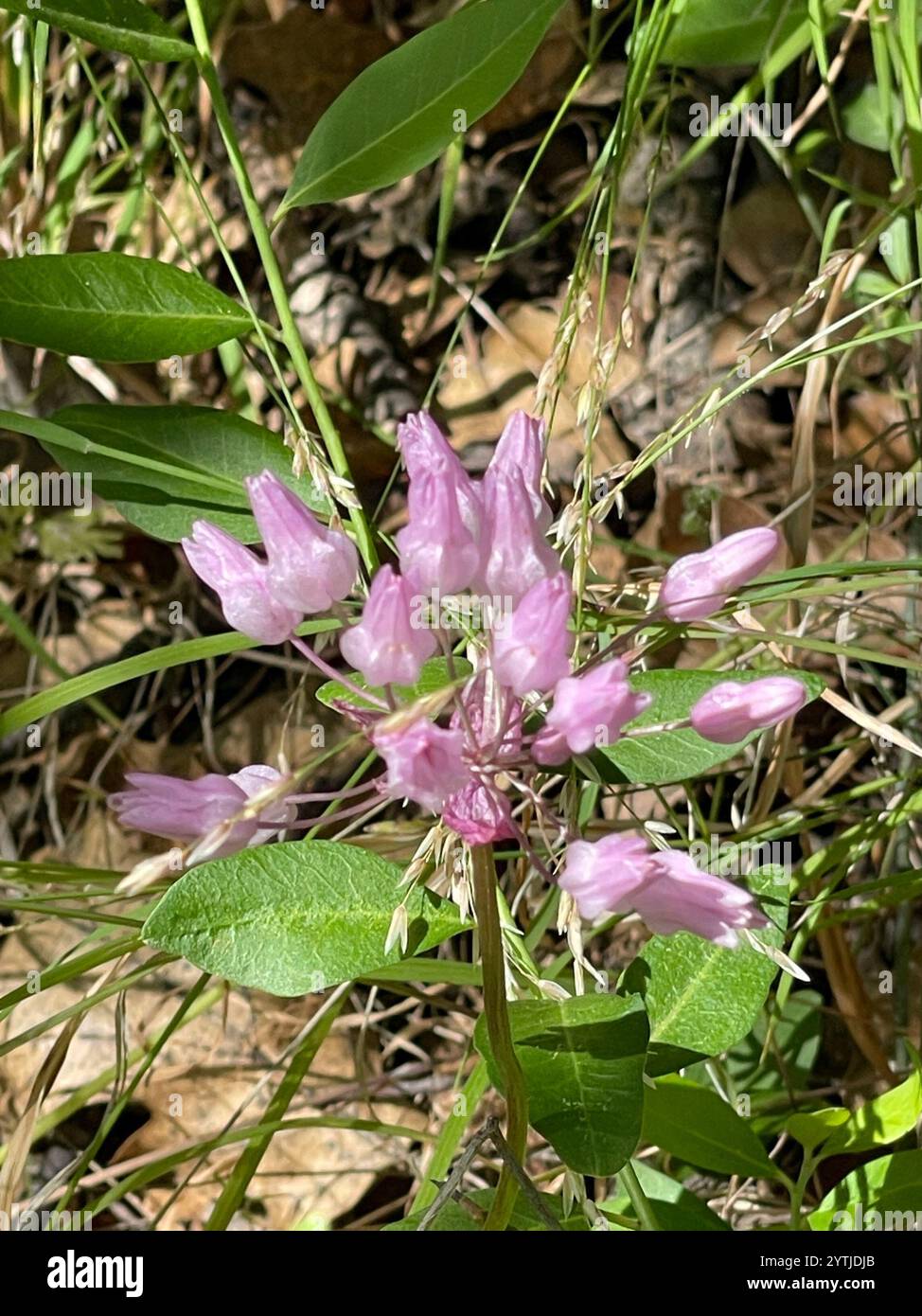 twining snakelily (Dichelostemma volubile Stock Photo - Alamy
