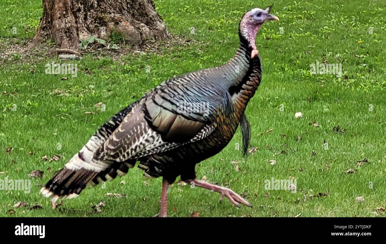 Wild Turkey (Meleagris gallopavo Stock Photo - Alamy