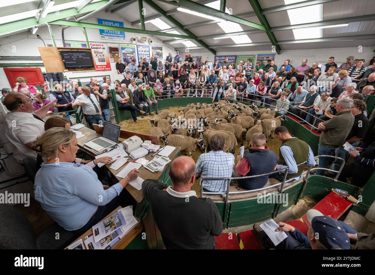 Sale of North of England mule gimmer lambs at Hawes, North Yorkshire ...