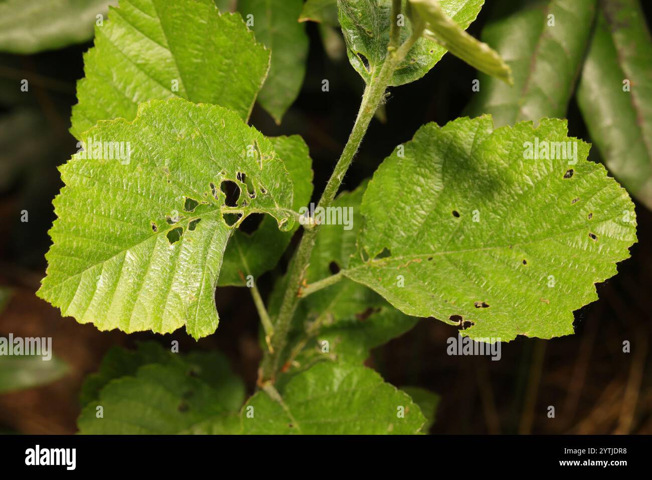 grey alder (Alnus incana Stock Photo - Alamy