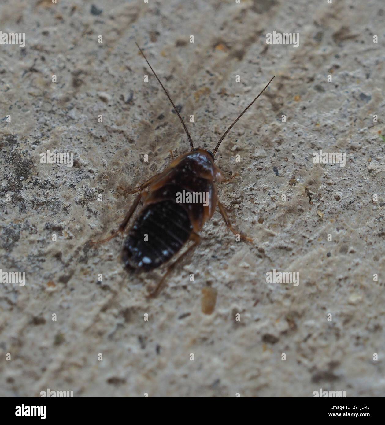 Pennsylvania Wood Cockroach (Parcoblatta pennsylvanica Stock Photo - Alamy