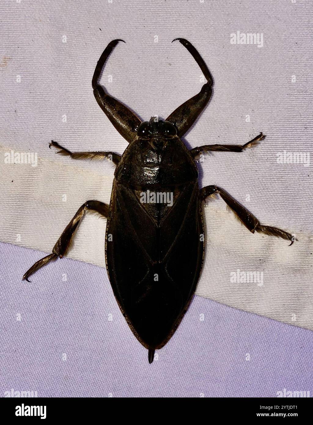 American Giant Water Bug (Lethocerus americanus Stock Photo - Alamy