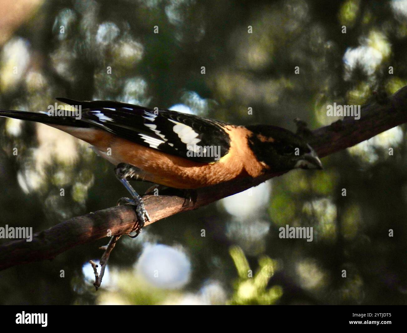 Black-headed Grosbeak (Pheucticus melanocephalus Stock Photo - Alamy