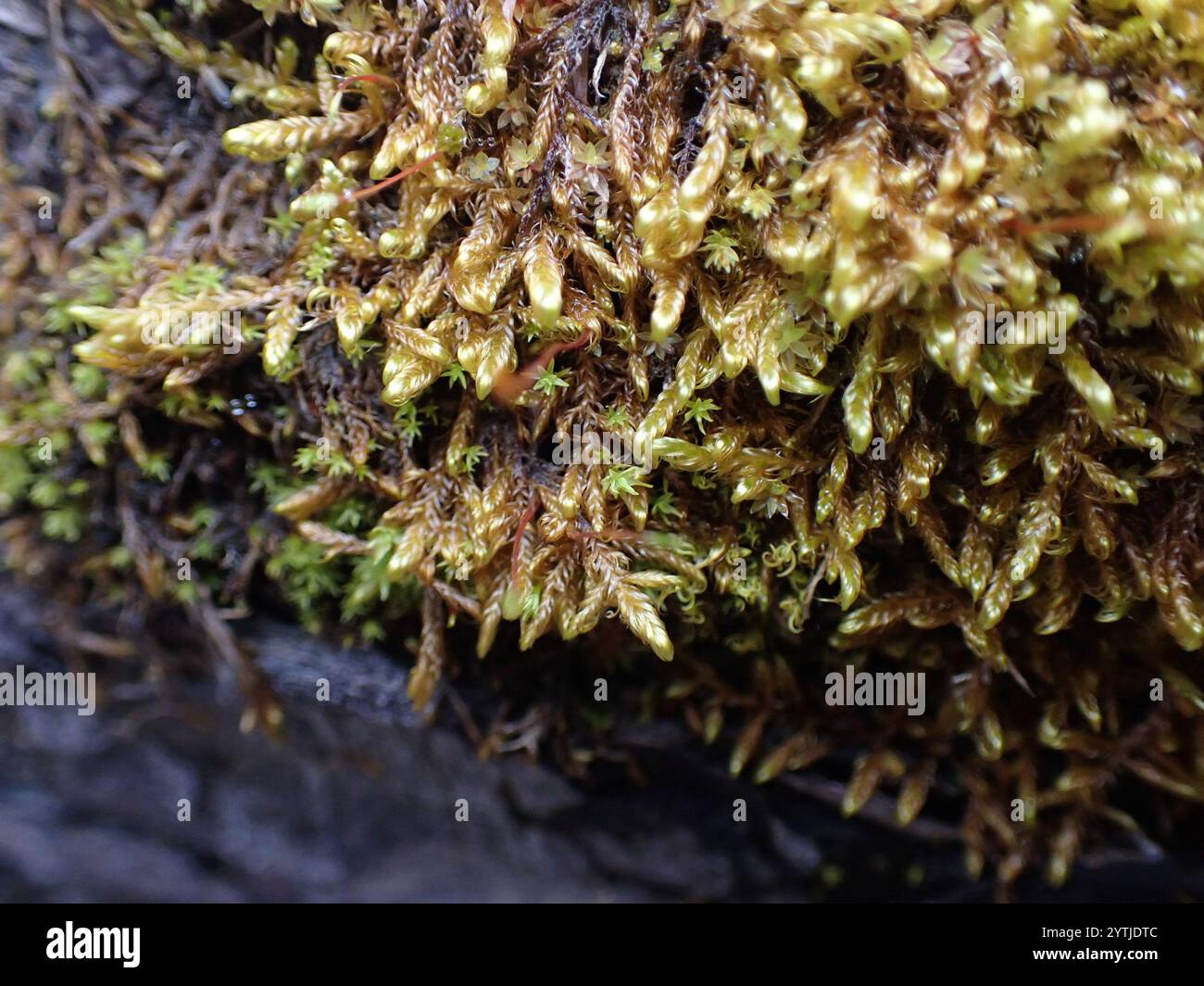 Sickle-leaved Hook-moss (Sanionia uncinata Stock Photo - Alamy