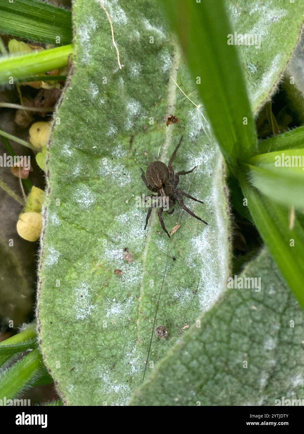 Common Fox Spider (Alopecosa pulverulenta Stock Photo - Alamy