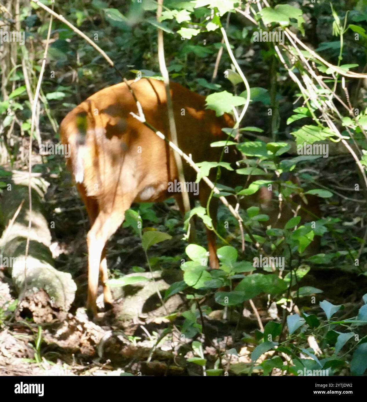 Red Forest Duiker (Cephalophorus natalensis Stock Photo - Alamy