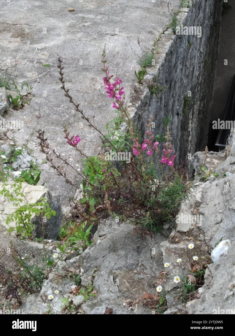 greater snapdragon (Antirrhinum tortuosum Stock Photo - Alamy