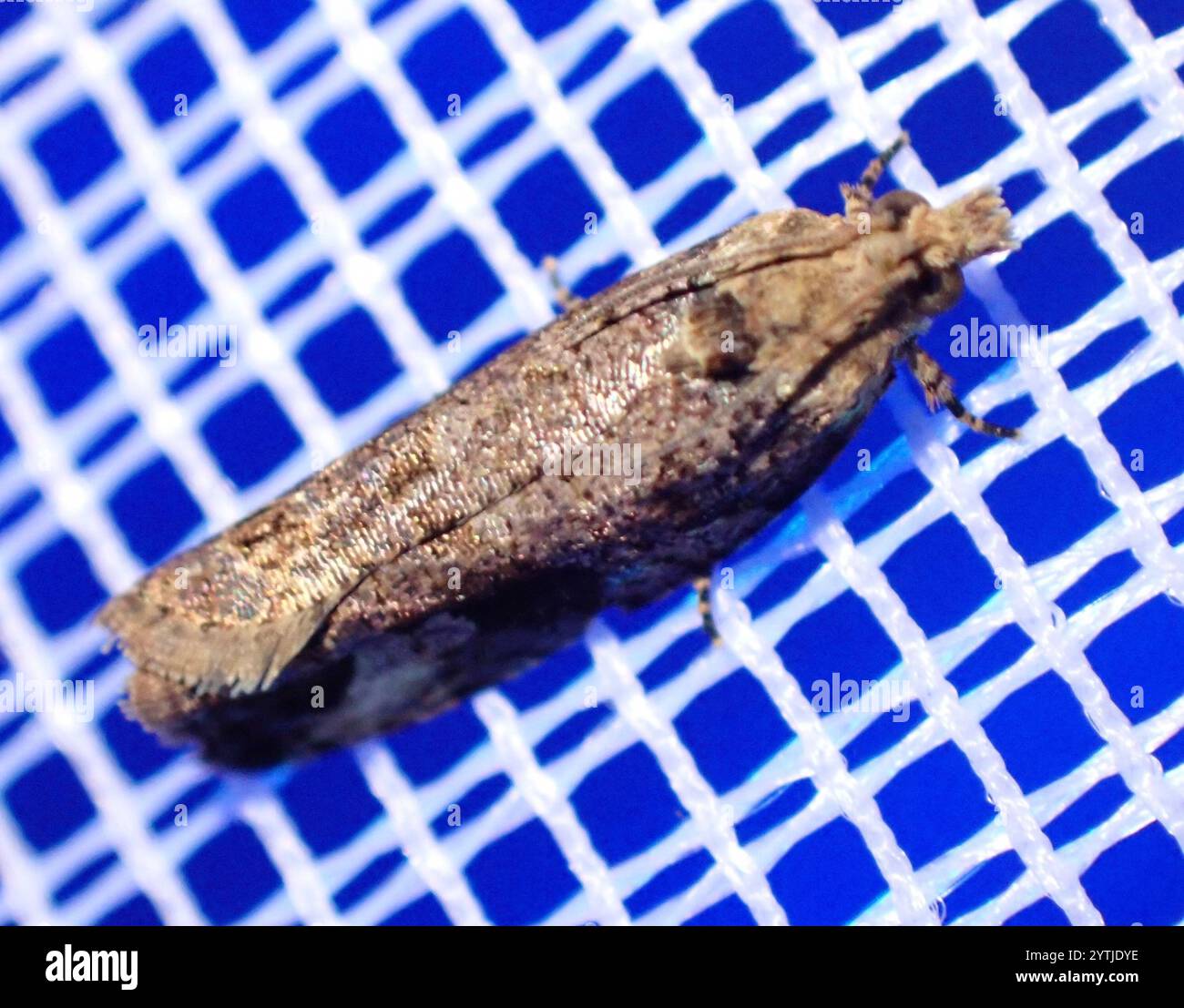 Tortricid Leafroller Moths (Tortricidae Stock Photo - Alamy