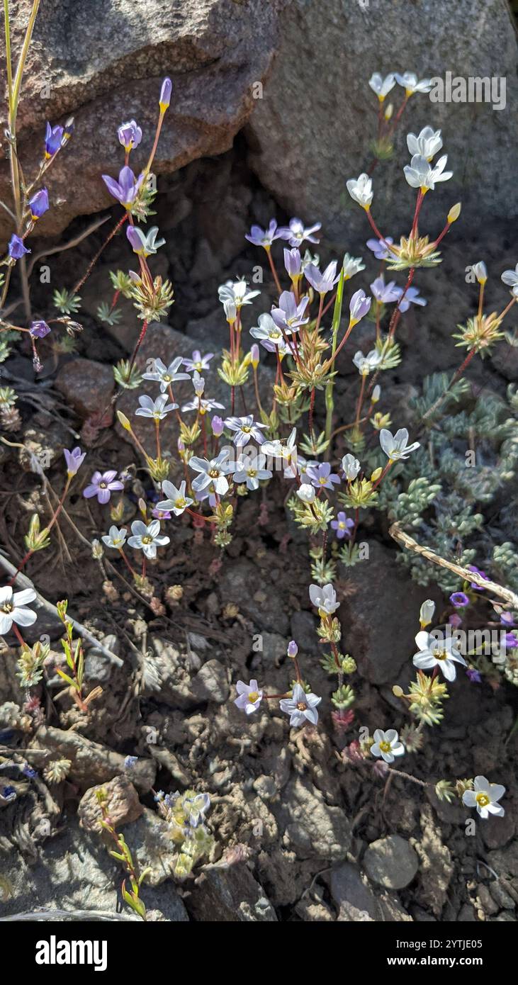 Mojave linanthus (Leptosiphon breviculus Stock Photo - Alamy