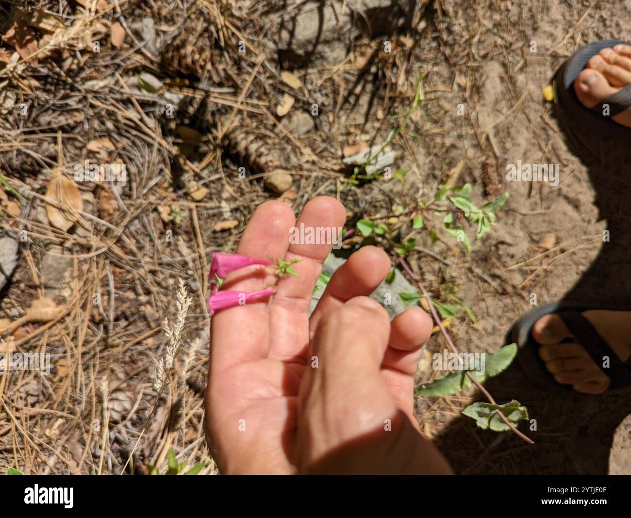 desert penstemon (Penstemon pseudospectabilis Stock Photo - Alamy