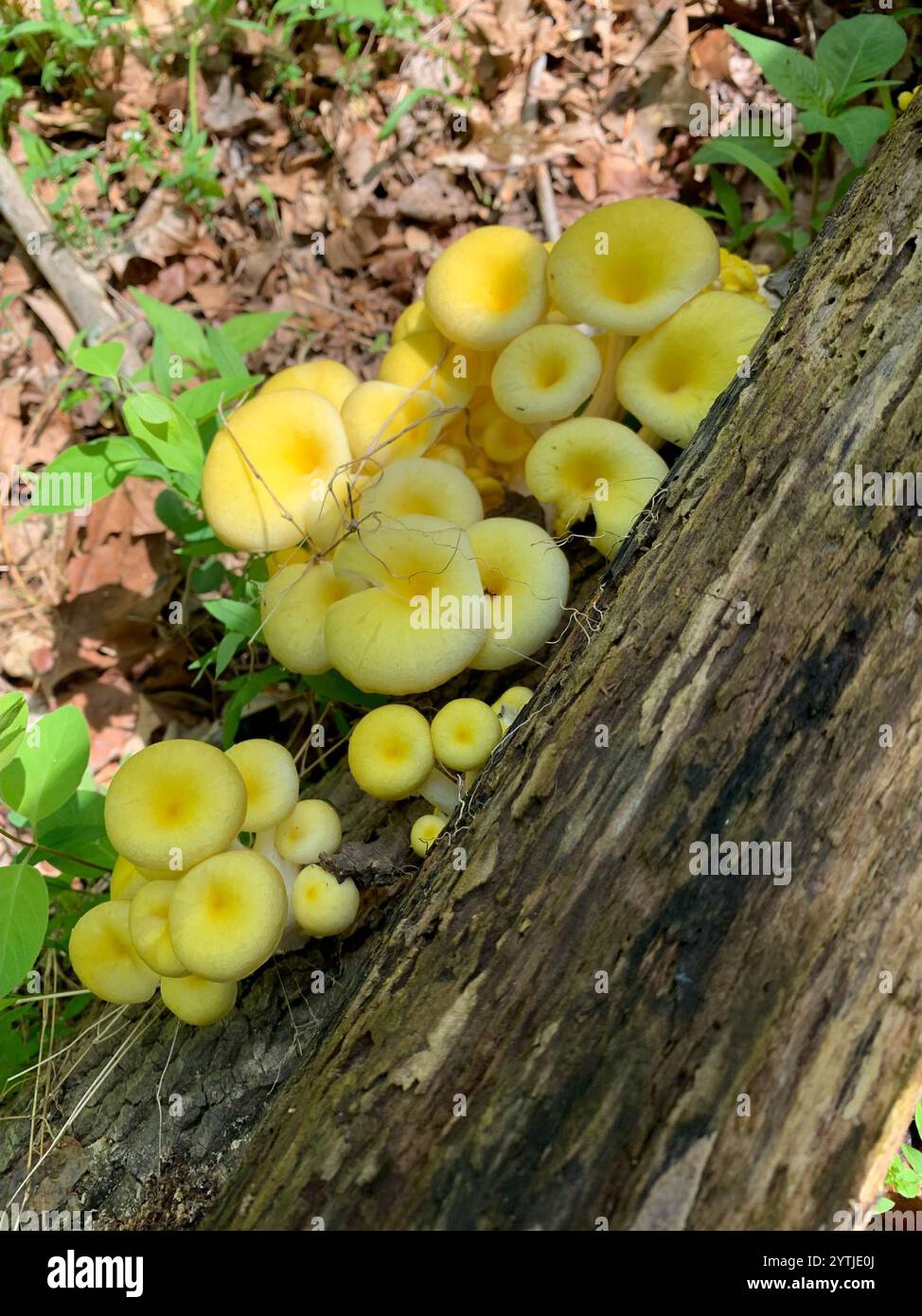 Golden Oyster Mushroom (Pleurotus citrinopileatus Stock Photo - Alamy
