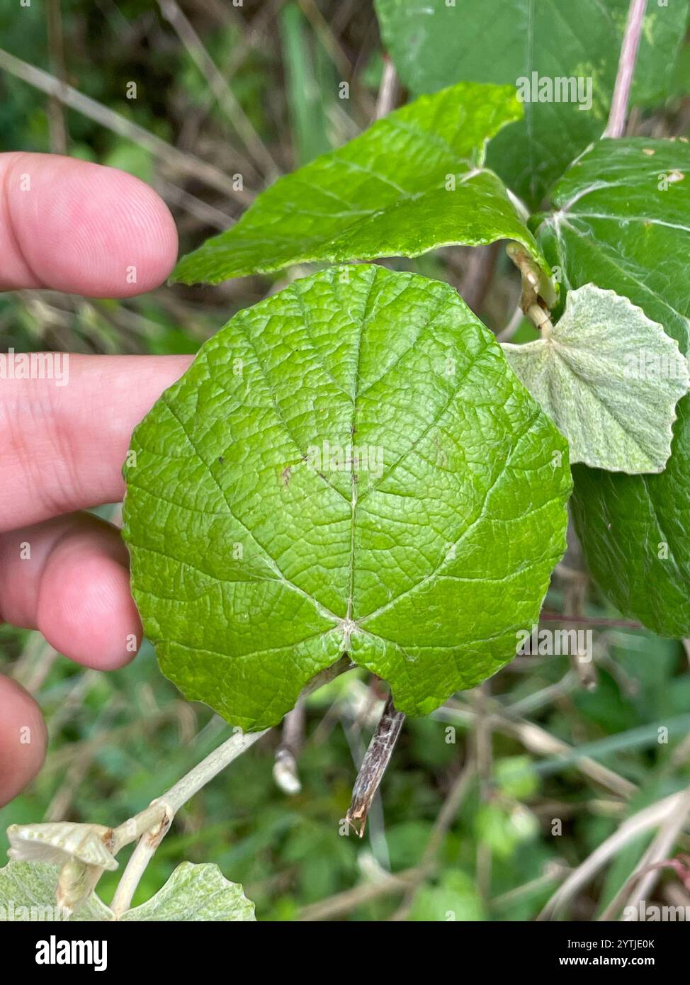 mustang grape (Vitis mustangensis Stock Photo - Alamy