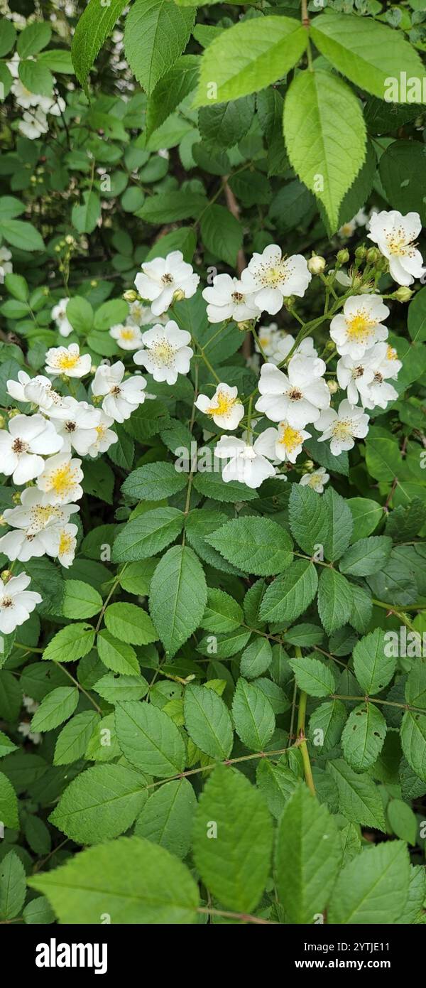multiflora rose (Rosa multiflora Stock Photo - Alamy