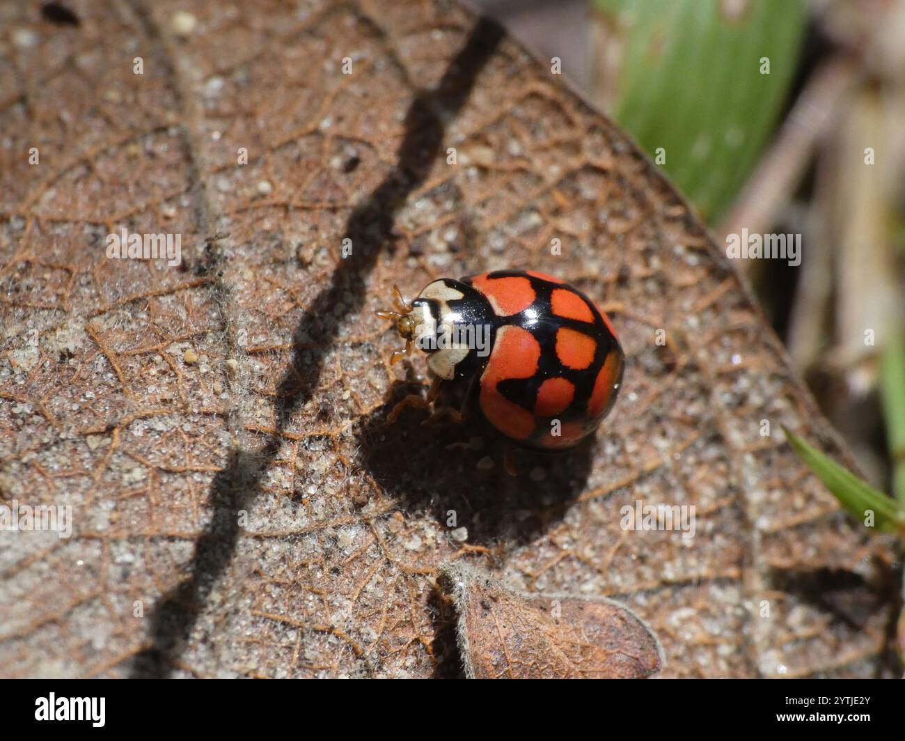 Cheilomenes lunata hi-res stock photography and images - Alamy