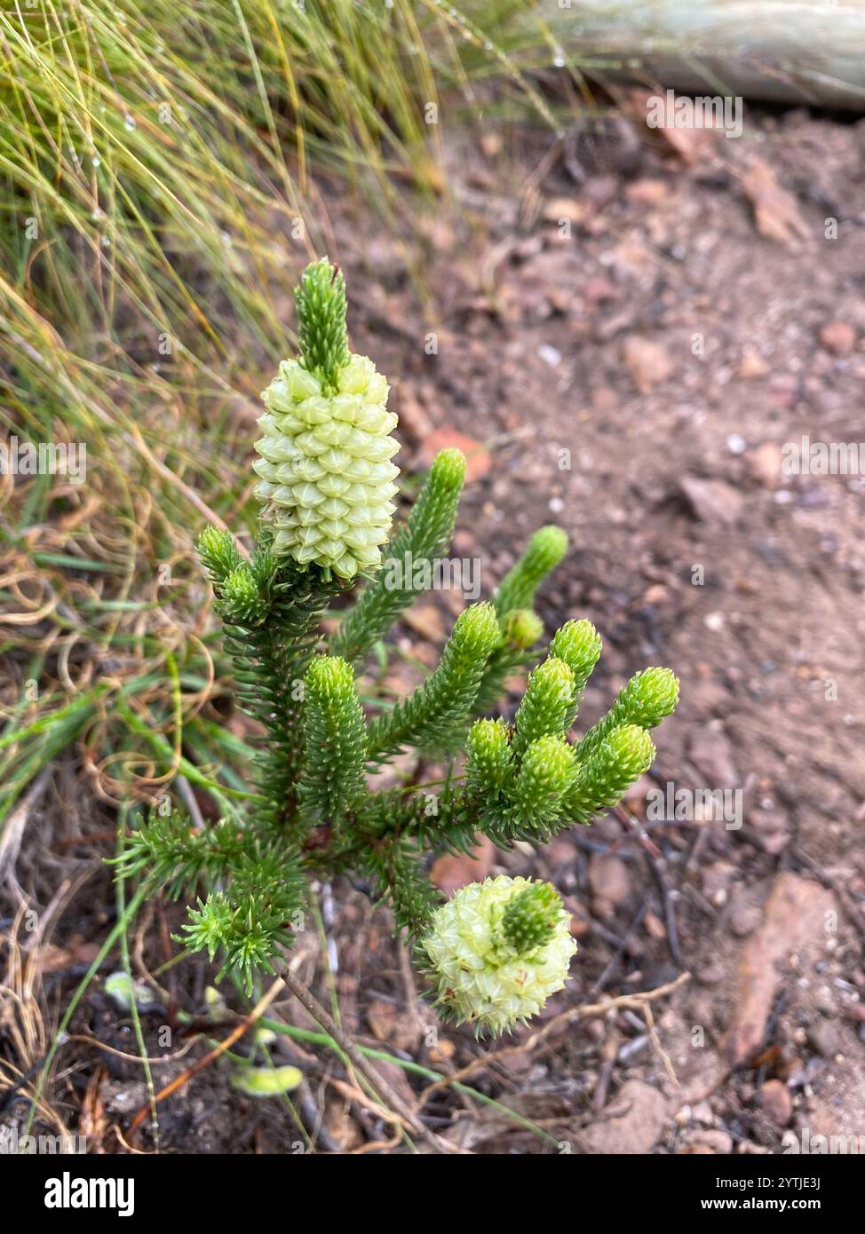 Erica sessiliflora hi-res stock photography and images - Alamy