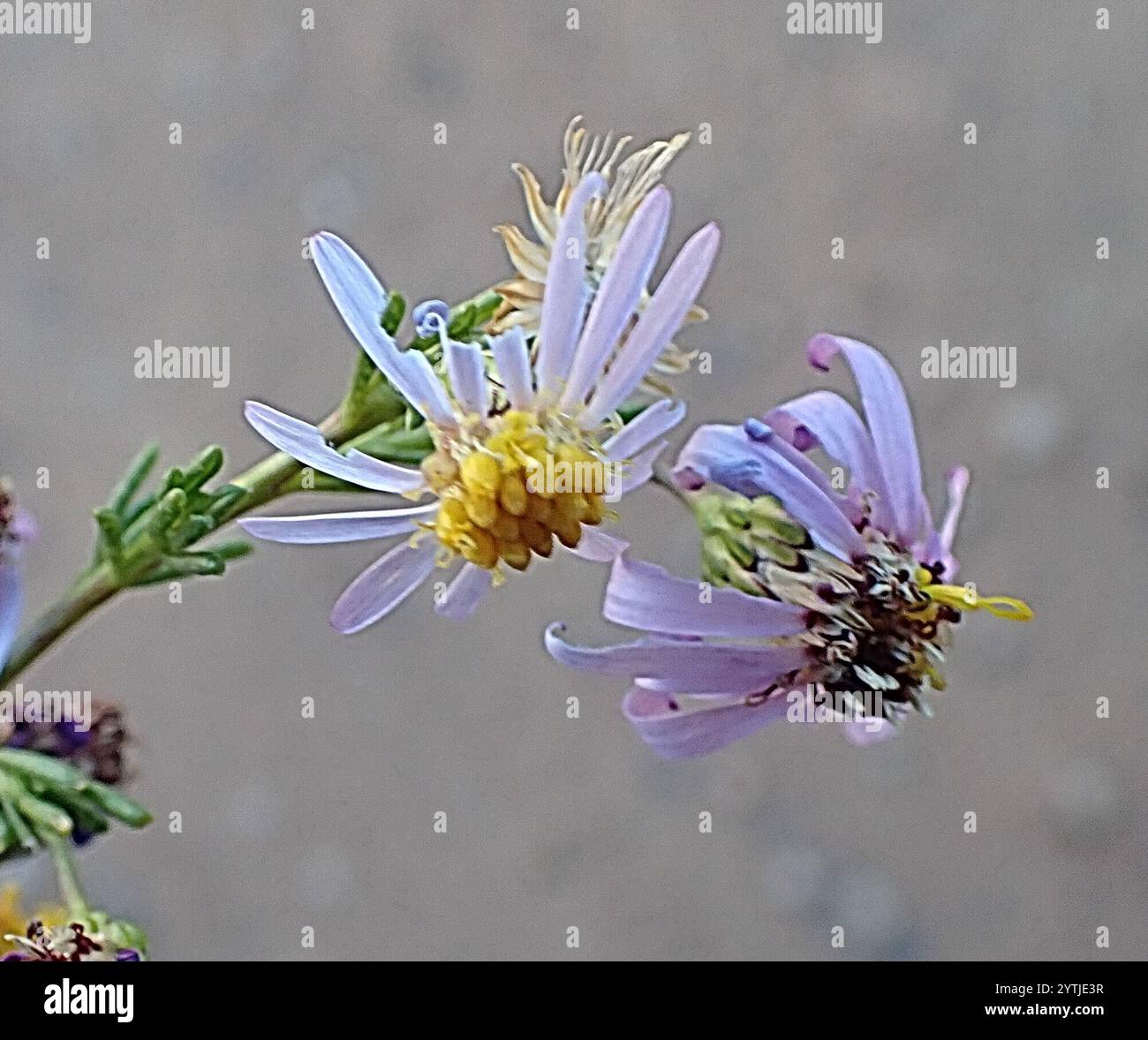 Fine Felicia (Felicia filifolia Stock Photo - Alamy