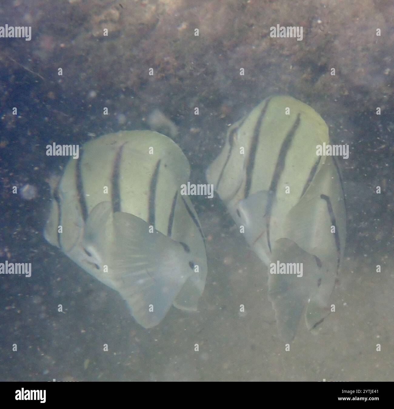 Convict Surgeonfish (Acanthurus triostegus Stock Photo - Alamy