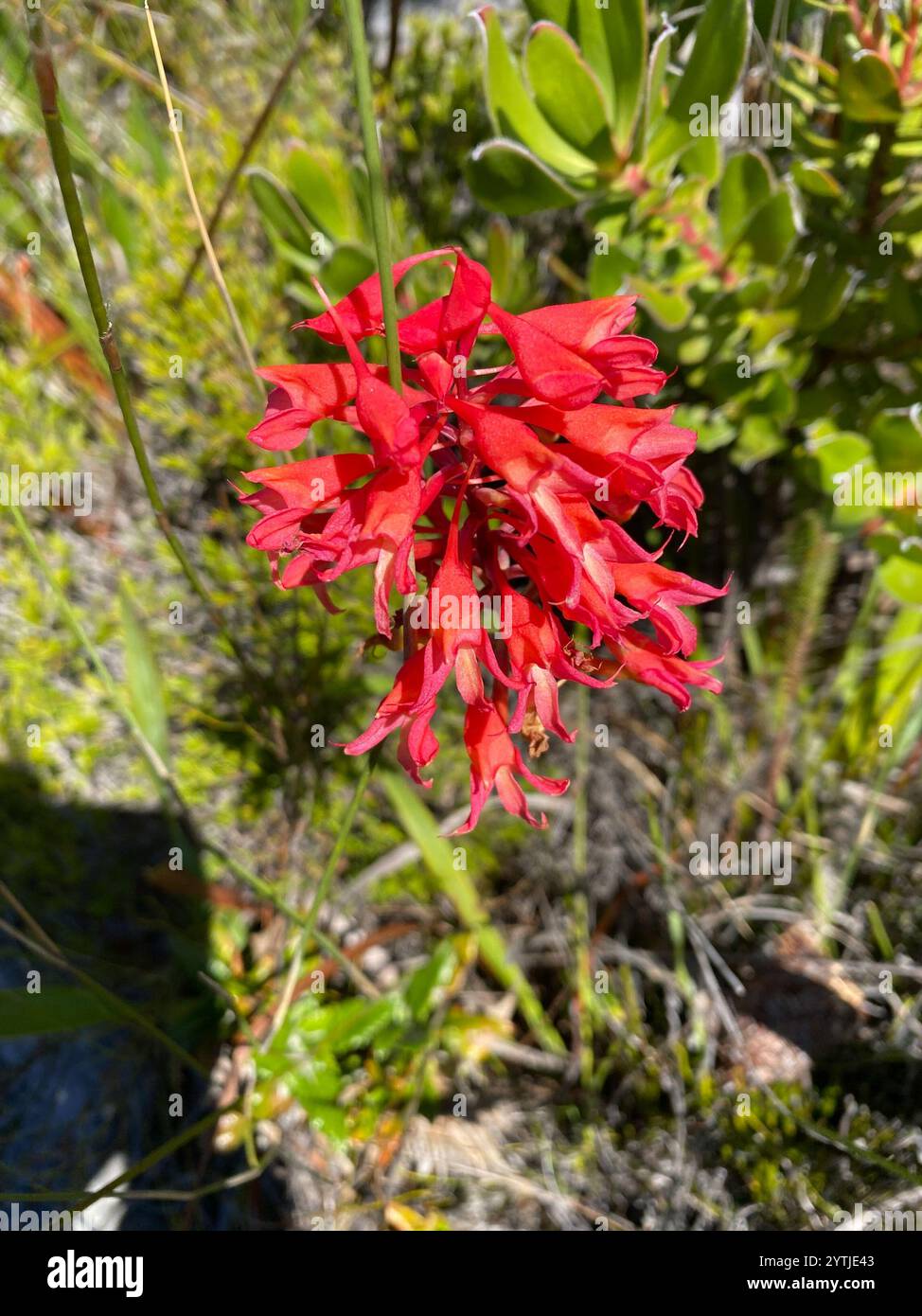 Cluster Disa (Disa ferruginea Stock Photo - Alamy