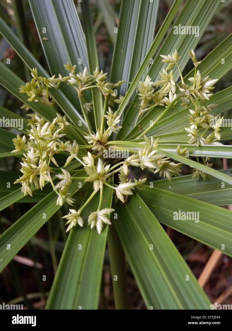 Umbrella papyrus (Cyperus alternifolius flabelliformis Stock Photo - Alamy
