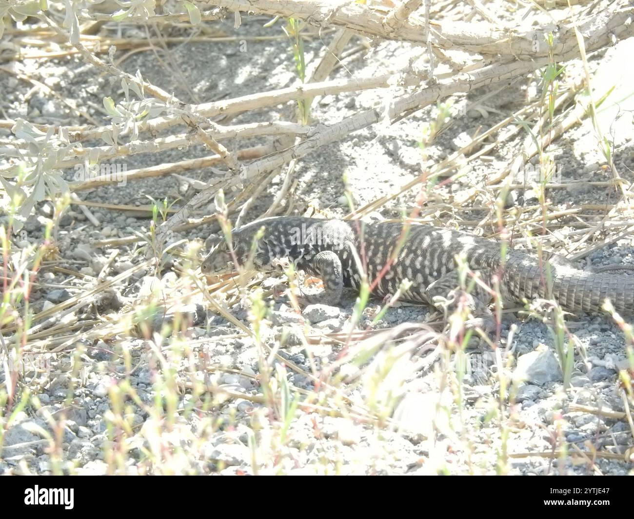 Western Whiptail (Aspidoscelis tigris Stock Photo - Alamy