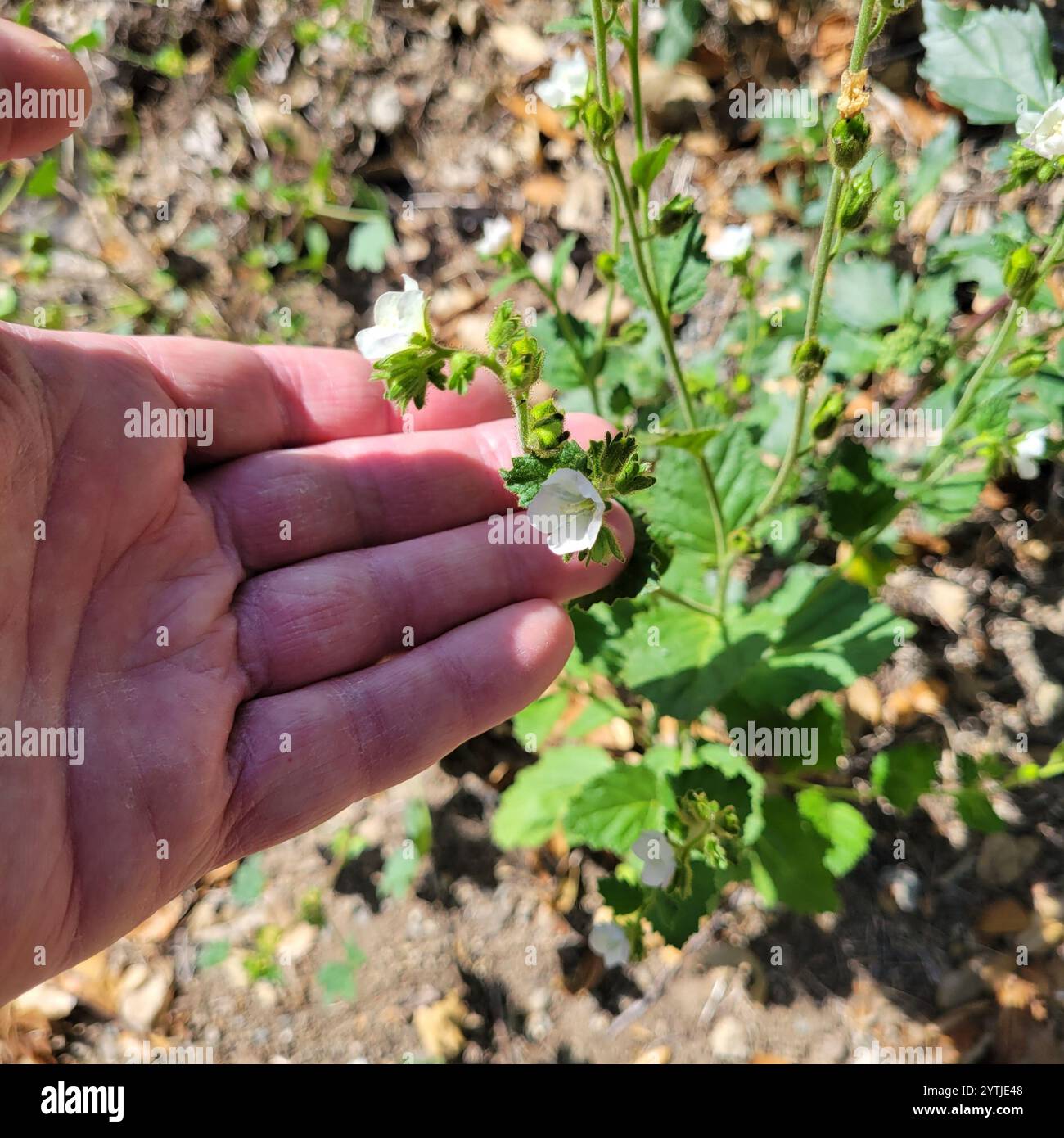 Phacelia viscida hi-res stock photography and images - Alamy