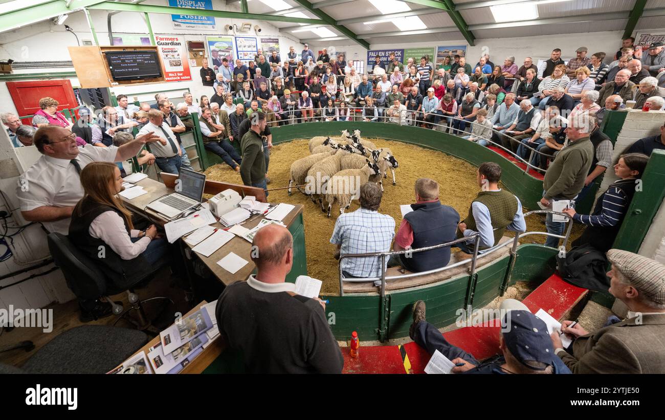 Sale of North of England mule gimmer lambs at Hawes, North Yorkshire ...