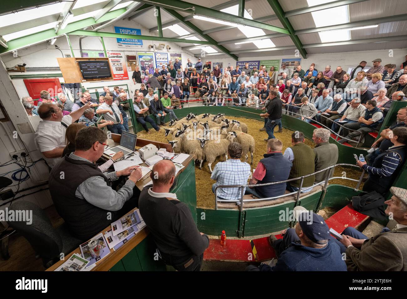 Sale of North of England mule gimmer lambs at Hawes, North Yorkshire ...