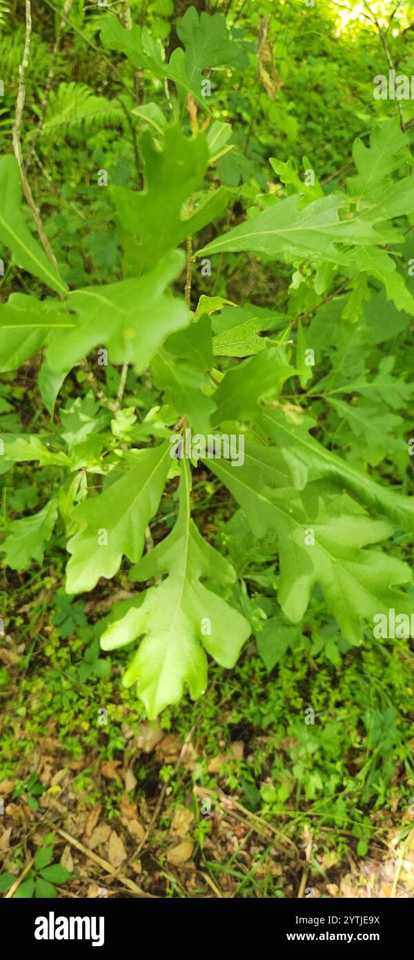 overcup oak (Quercus lyrata Stock Photo - Alamy