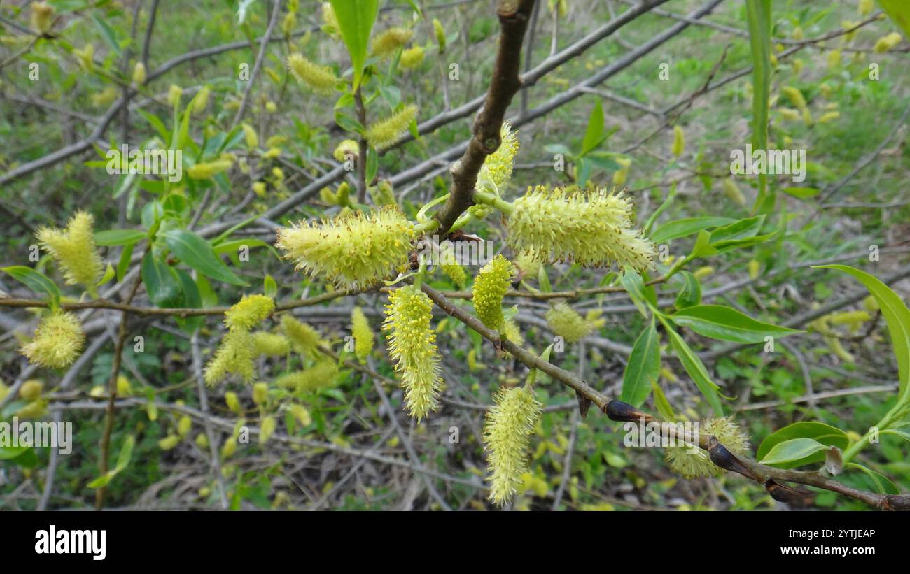 hybrid crack willow (Salix × fragilis Stock Photo - Alamy