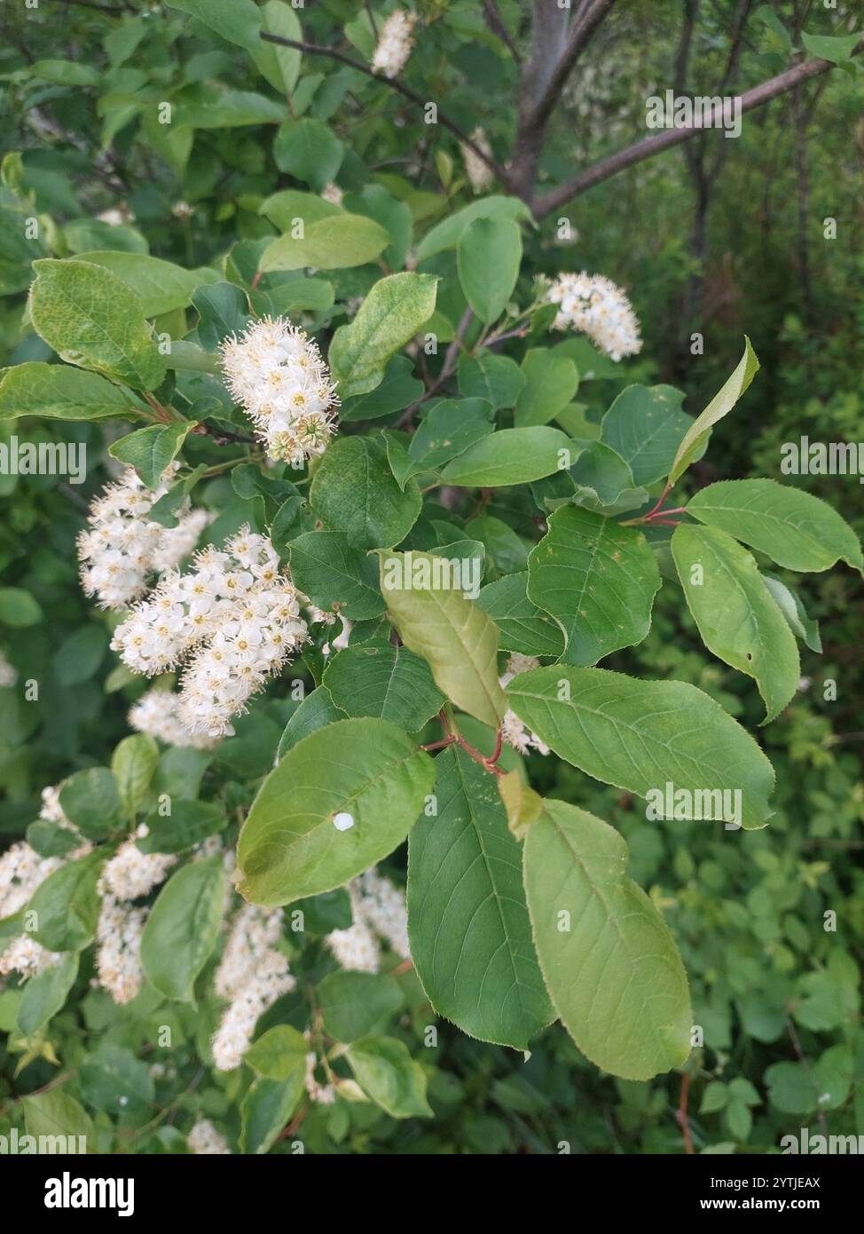 chokecherry (Prunus virginiana Stock Photo - Alamy