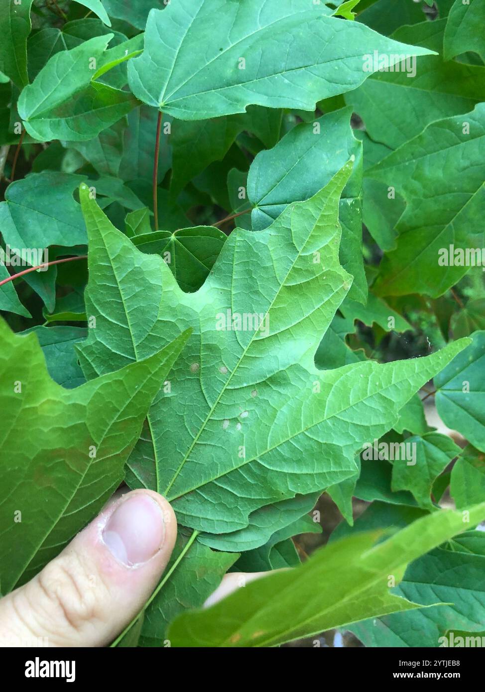 chalk maple (Acer leucoderme Stock Photo - Alamy