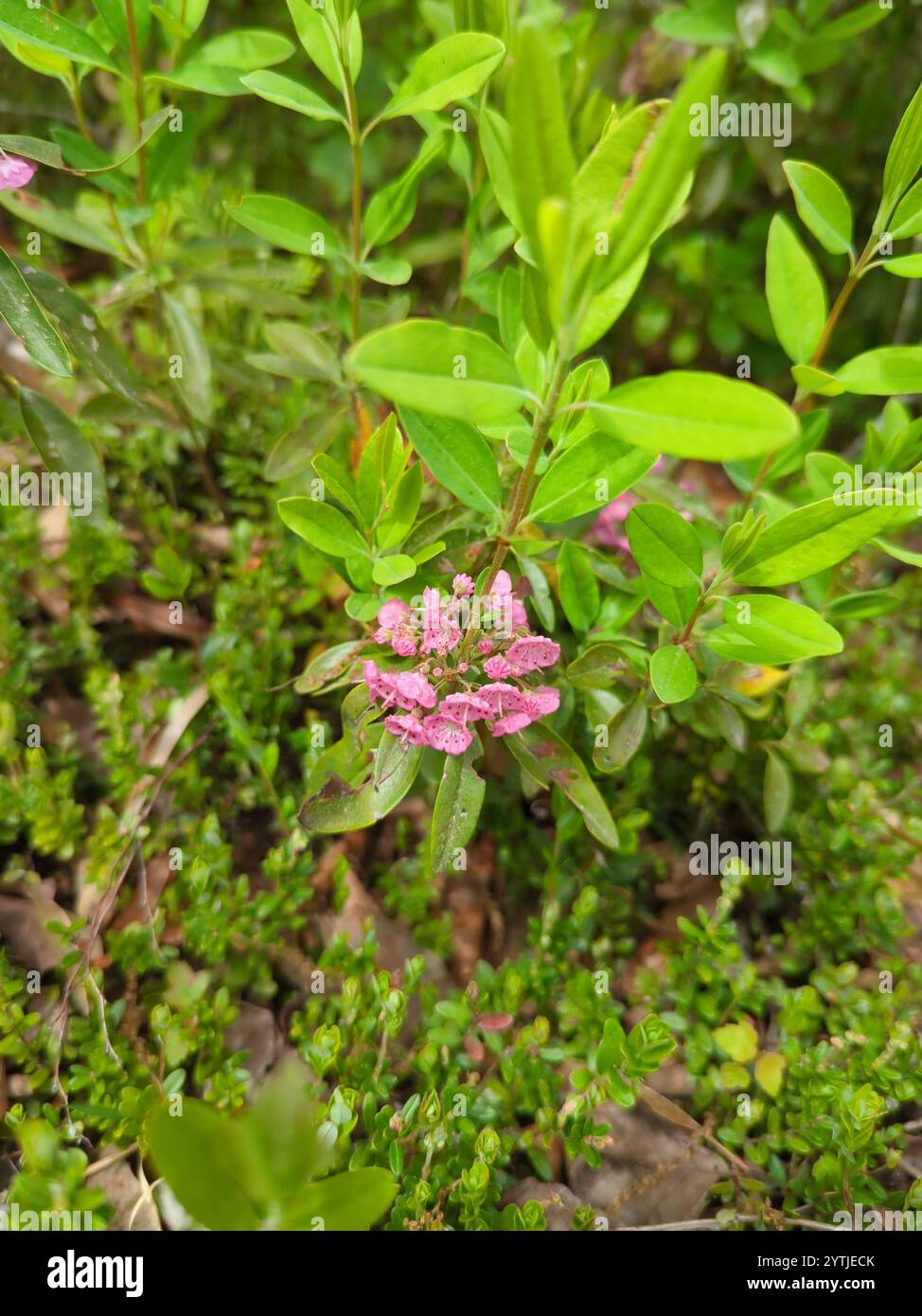 sheep laurel (Kalmia angustifolia Stock Photo - Alamy