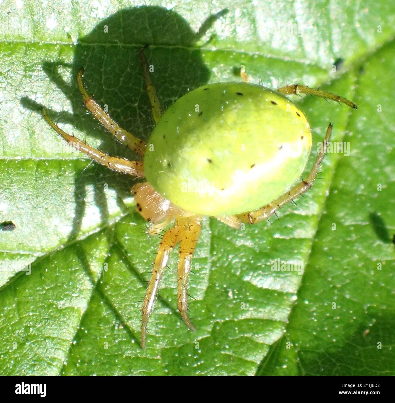 Cucumber Spiders (Araniella Stock Photo - Alamy