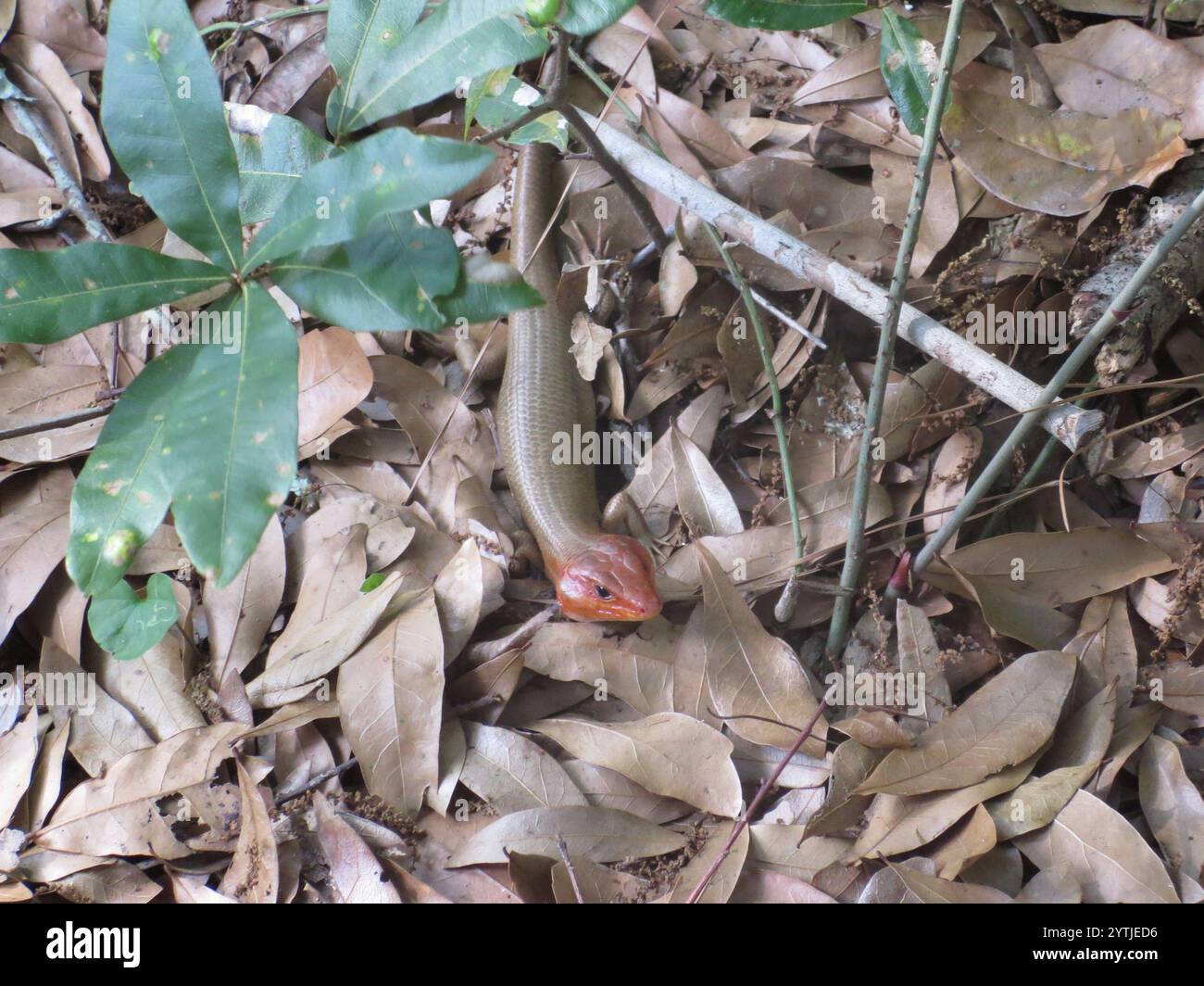 Broad-headed Skink (Plestiodon laticeps Stock Photo - Alamy