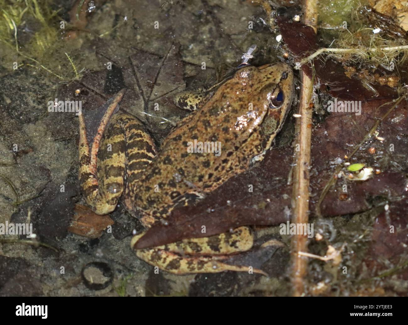 California Red-legged Frog (Rana draytonii Stock Photo - Alamy