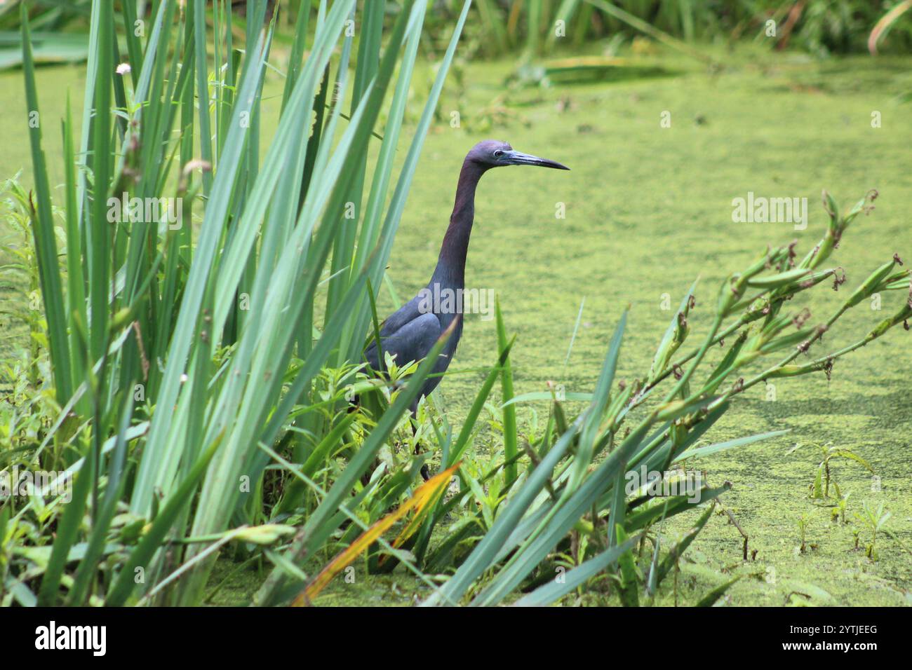Little Blue Heron (Egretta caerulea Stock Photo - Alamy