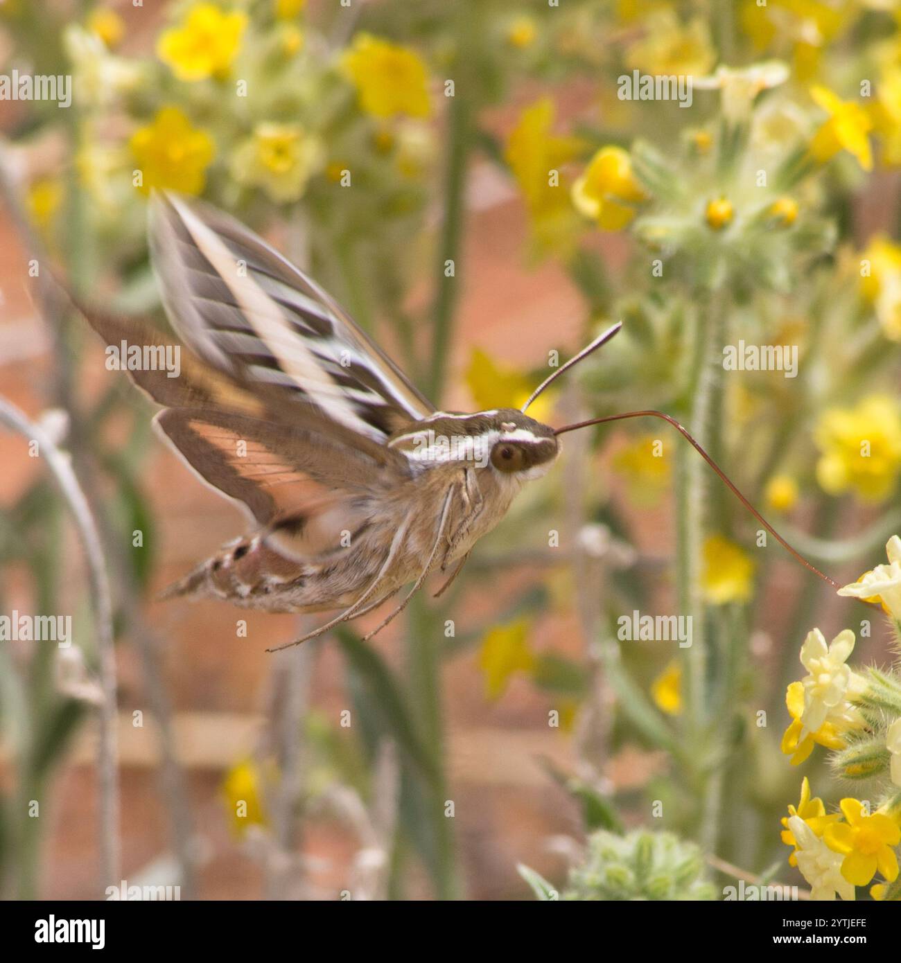 White-lined Sphinx (Hyles lineata Stock Photo - Alamy