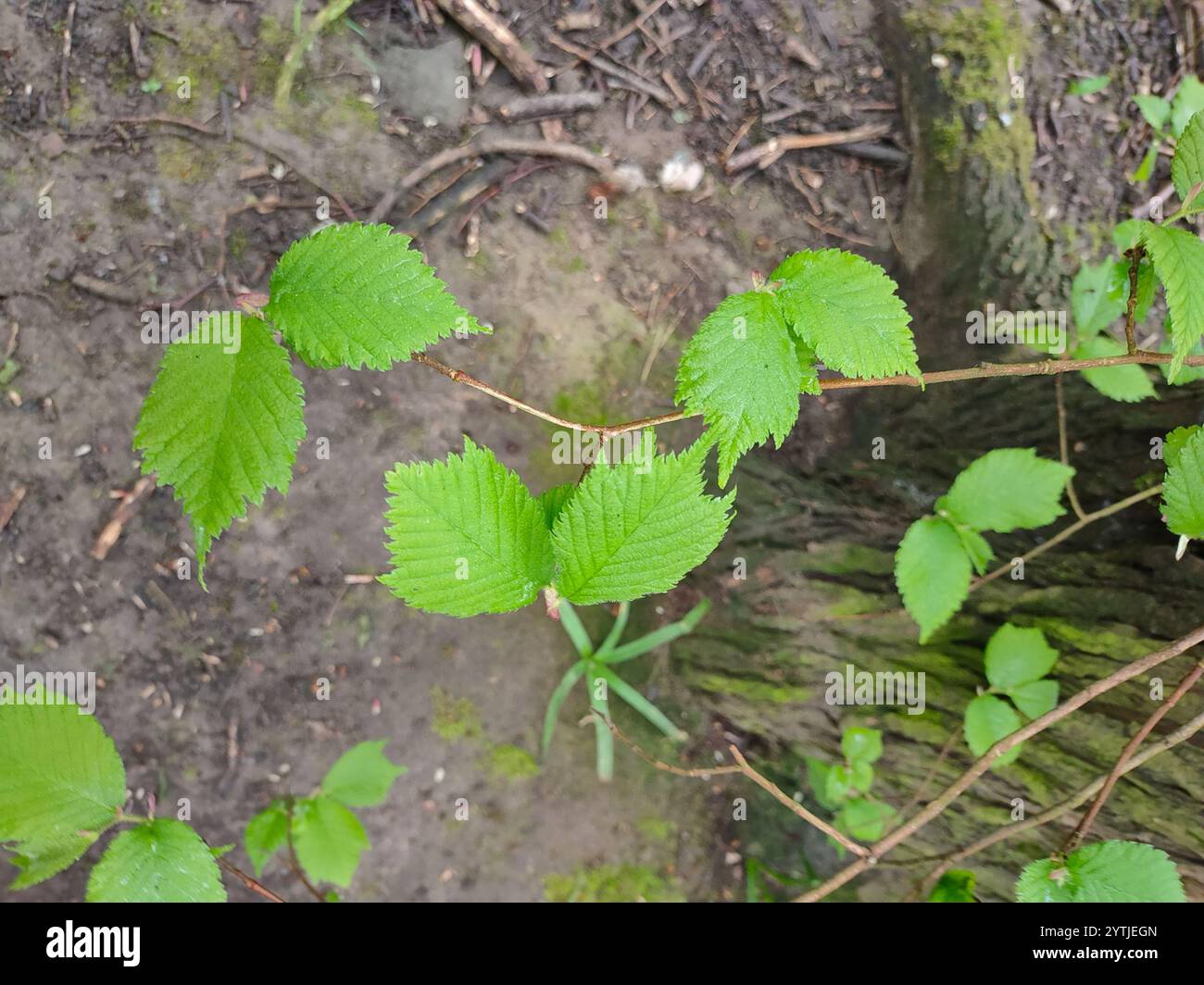 Wych Elm (Ulmus glabra Stock Photo - Alamy