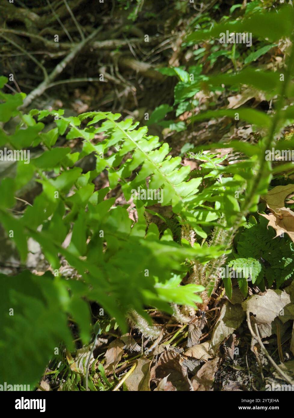 Christmas fern (Polystichum acrostichoides Stock Photo - Alamy