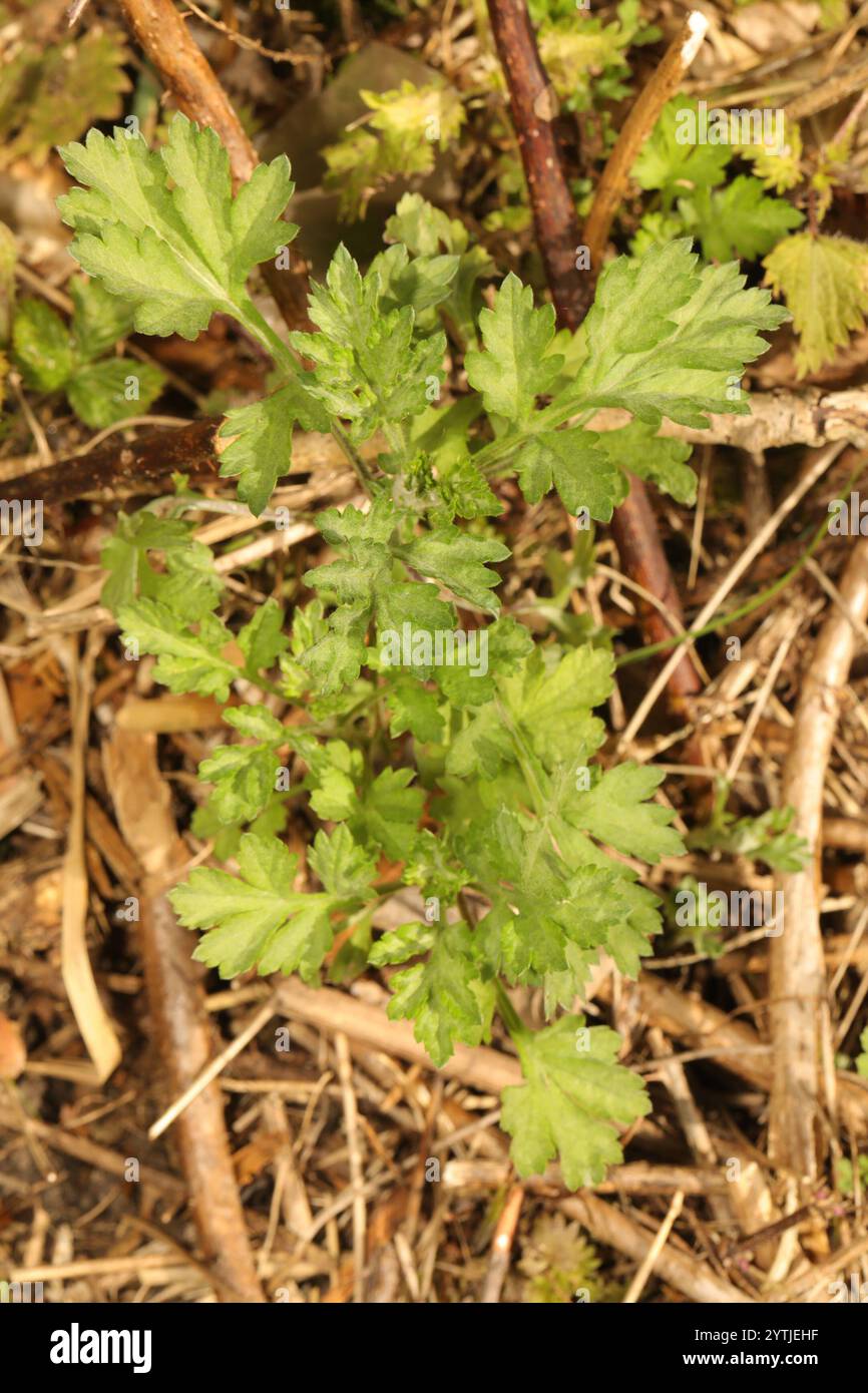 common mugwort (Artemisia vulgaris Stock Photo - Alamy