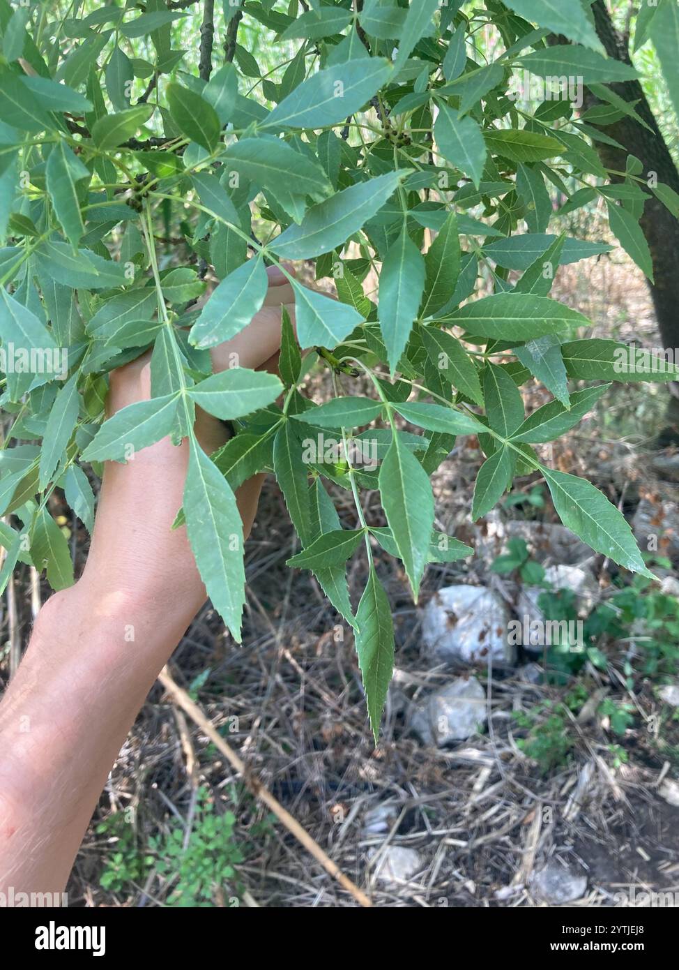 Narrow leaved ash hi-res stock photography and images - Alamy