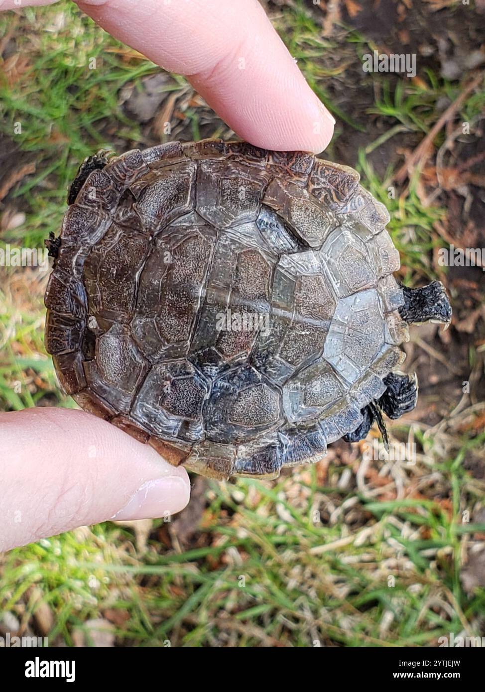 Northern Map Turtle (Graptemys geographica Stock Photo - Alamy