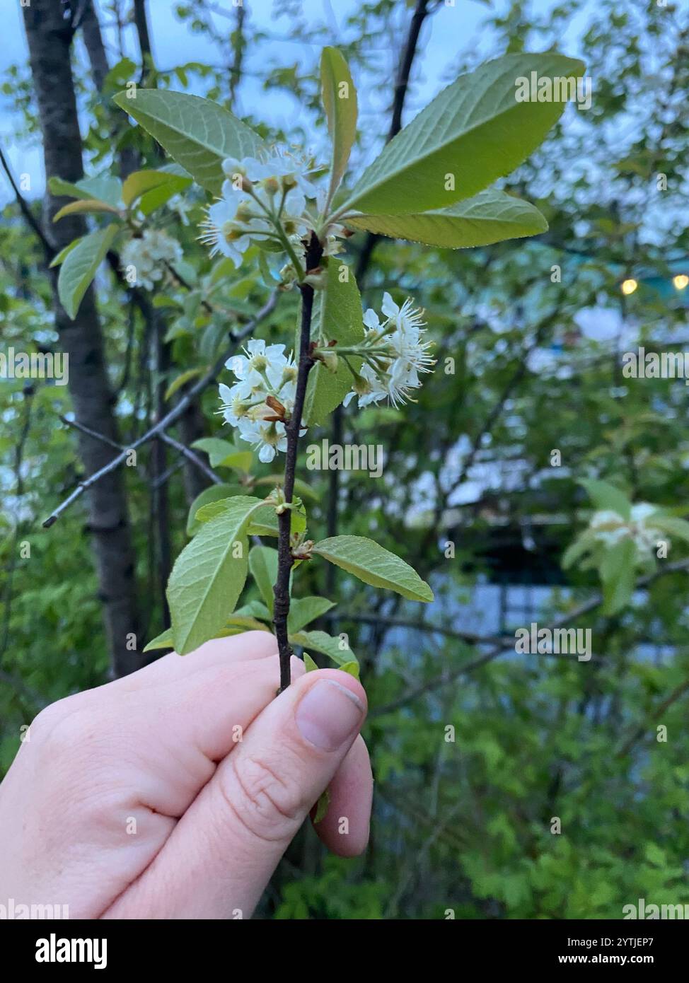 Bitter cherry (Prunus emarginata Stock Photo - Alamy
