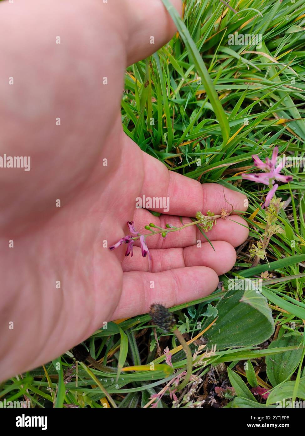 Common ramping fumitory hi-res stock photography and images - Alamy